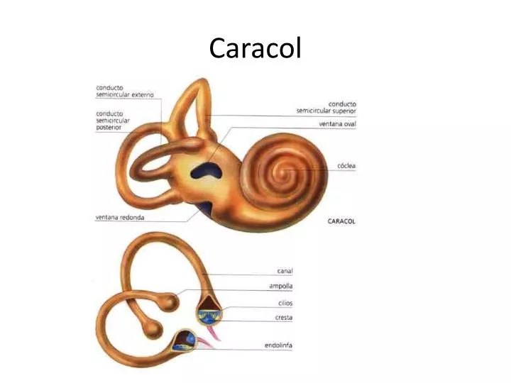PPT - Caracol PowerPoint Presentation, free download - ID:2328333