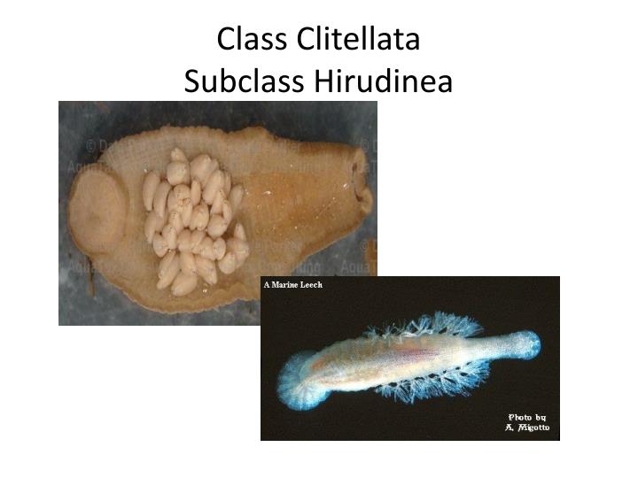 PPT - EUMETAZOA: ANIMALS with TRUE TISSUES Phylum: Annelida Symmetry ...