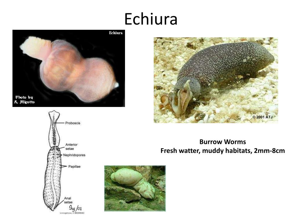 PPT - EUMETAZOA: ANIMALS with TRUE TISSUES Phylum: Annelida Symmetry ...