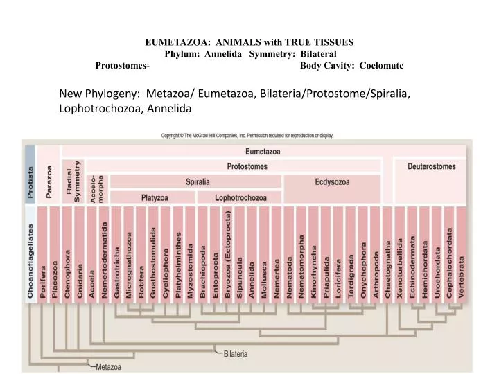 PPT - EUMETAZOA: ANIMALS with TRUE TISSUES Phylum: Annelida Symmetry ...