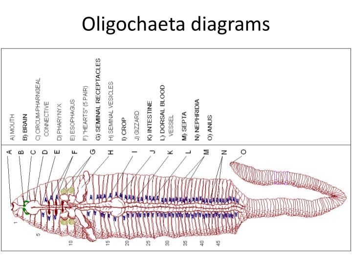 PPT - EUMETAZOA: ANIMALS with TRUE TISSUES Phylum: Annelida Symmetry ...