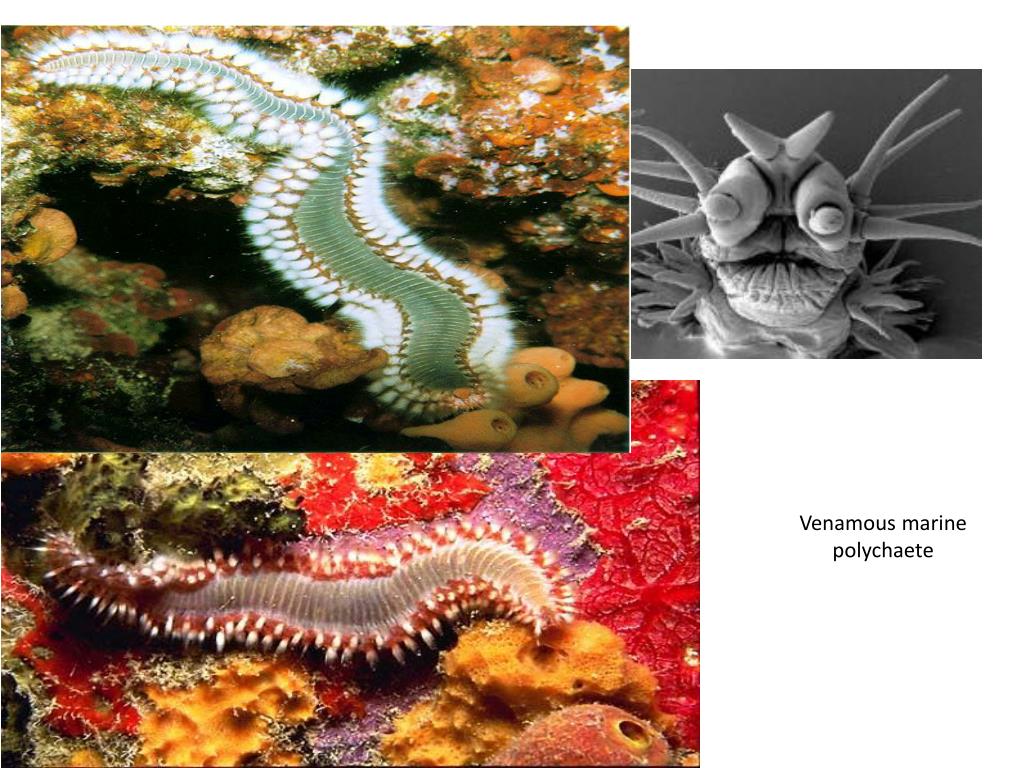 PPT - EUMETAZOA: ANIMALS with TRUE TISSUES Phylum: Annelida Symmetry ...
