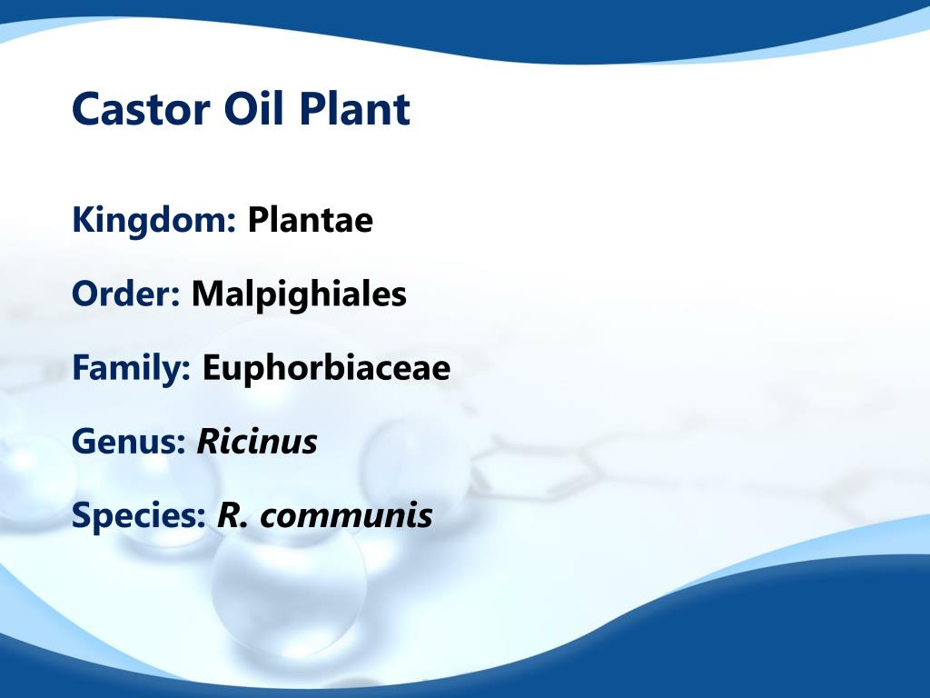 PPT - Castor Oil Plant ( Ricinus communis ) PowerPoint Presentation ...