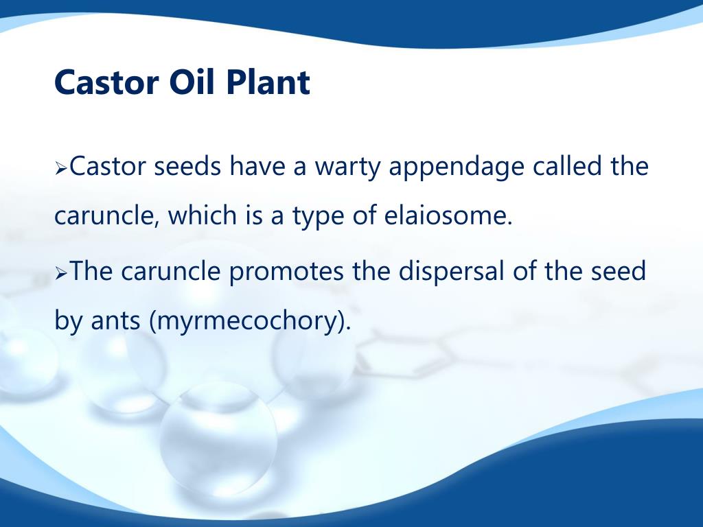 PPT - Castor Oil Plant ( Ricinus communis ) PowerPoint Presentation ...