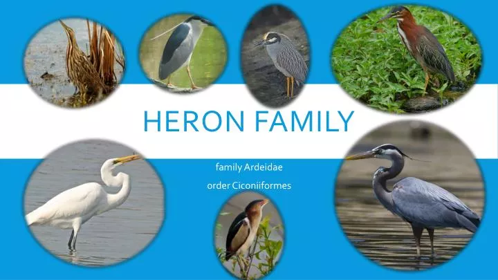 PPT - Heron Family PowerPoint Presentation, free download - ID:2329613