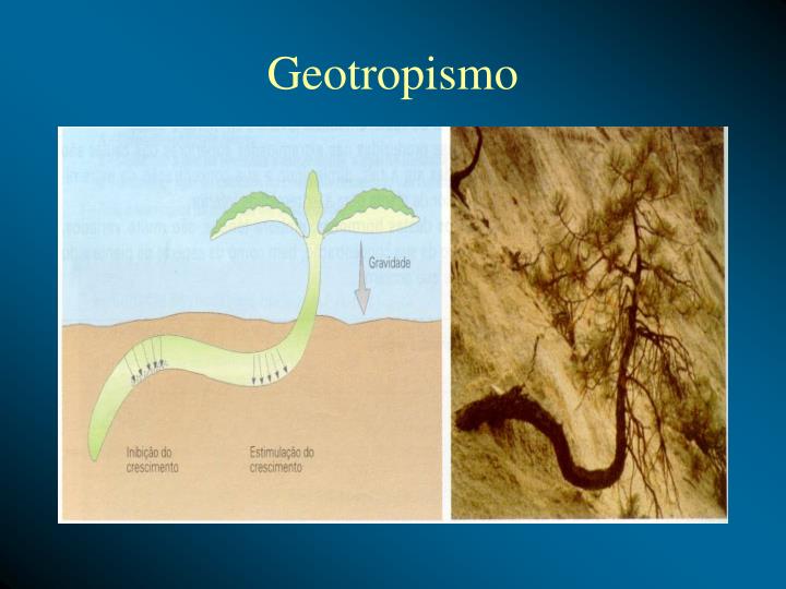 PPT - Hormônios Vegetais (Fitormônios) PowerPoint Presentation - ID:2329837