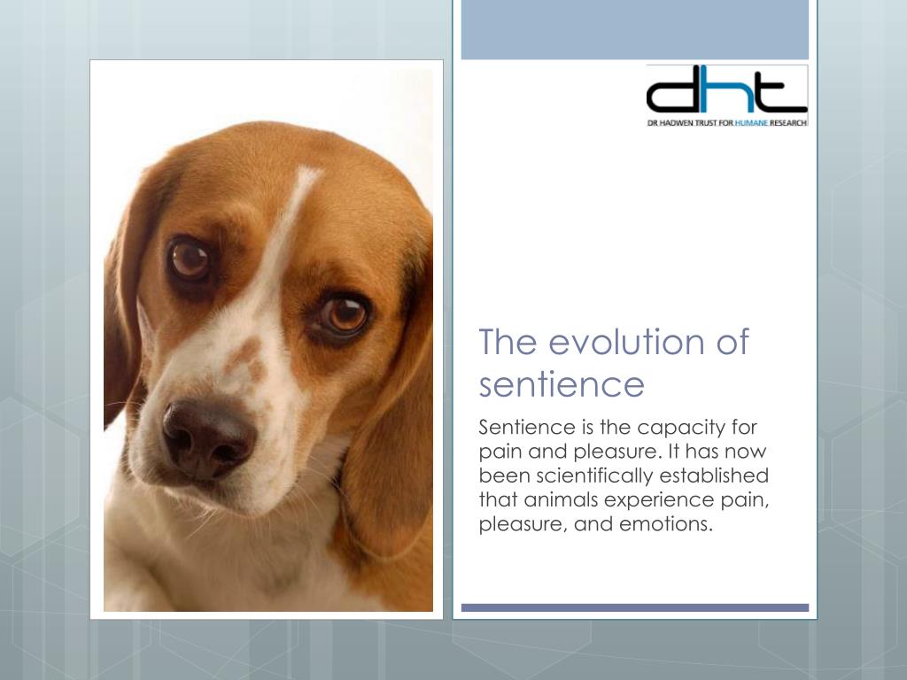 PPT - The Ethics of Animal Research PowerPoint Presentation, free ...