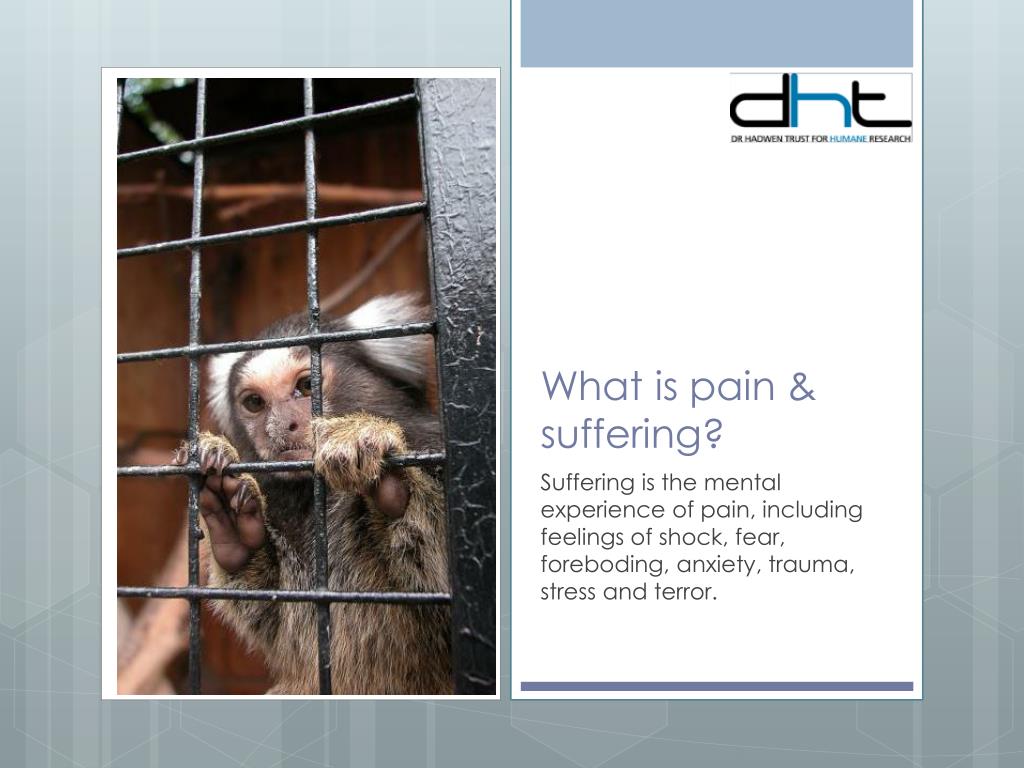 PPT - The Ethics of Animal Research PowerPoint Presentation, free ...