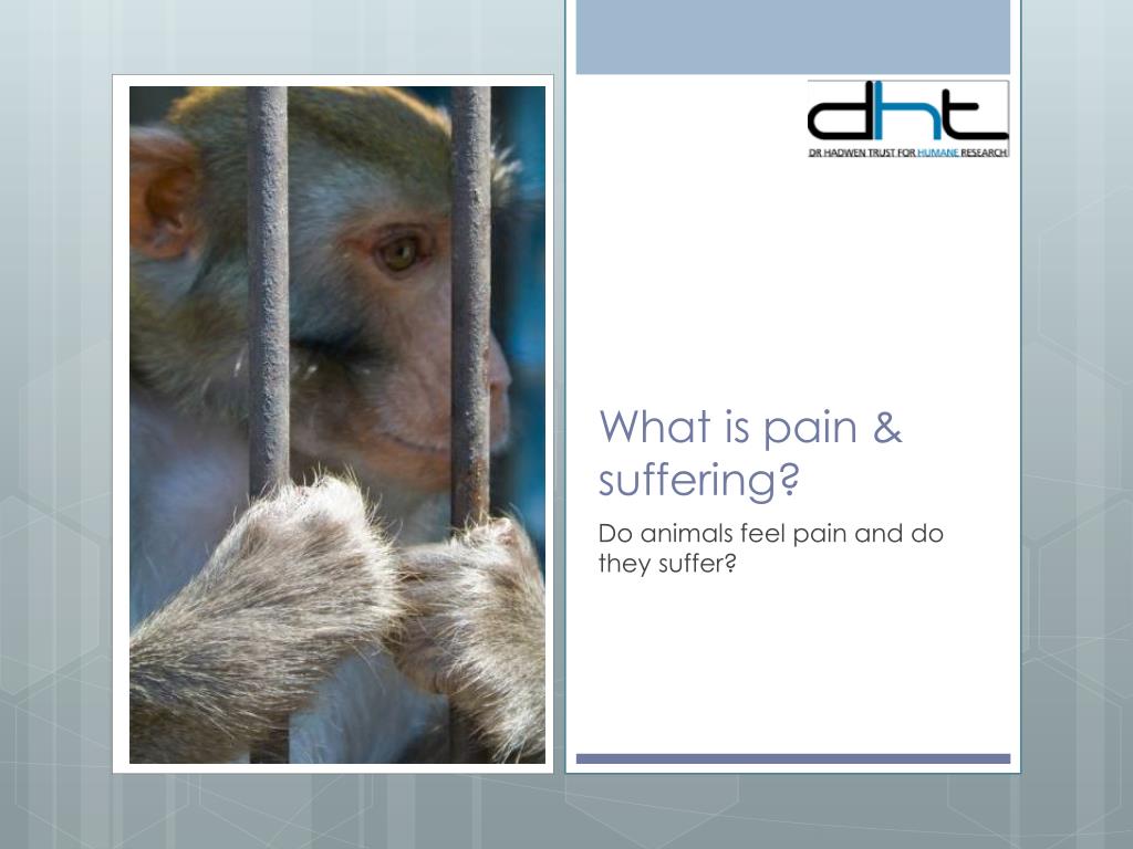 PPT - The Ethics of Animal Research PowerPoint Presentation, free ...