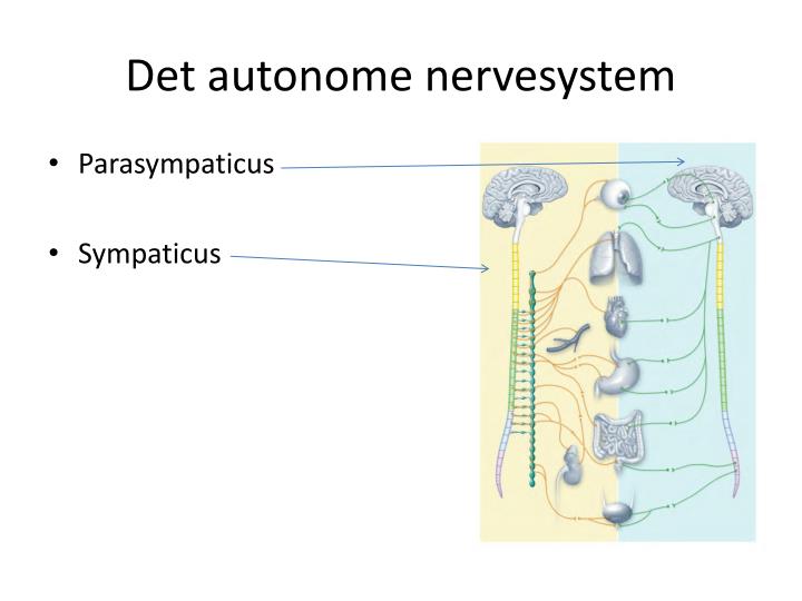 PPT - Nervesystemet PowerPoint Presentation - ID:2330192