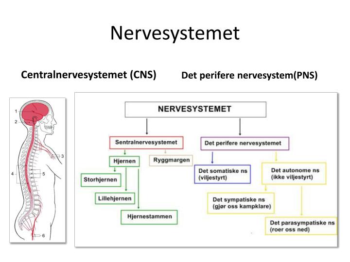 PPT - Nervesystemet PowerPoint Presentation - ID:2330192