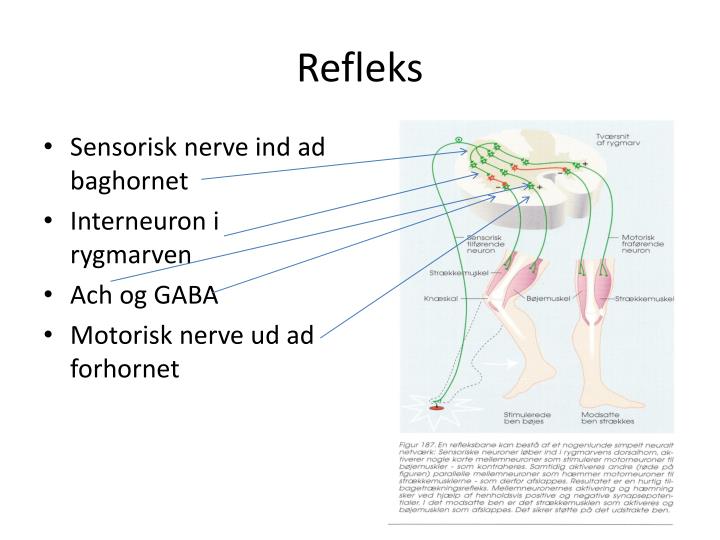 PPT - Nervesystemet PowerPoint Presentation - ID:2330192