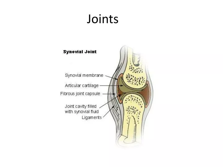 PPT - Joints PowerPoint Presentation, free download - ID:2330220