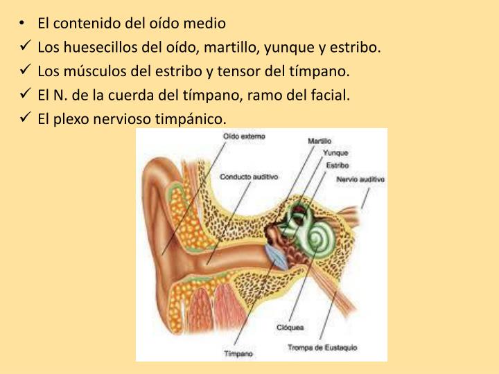 PPT - Sistema Auditivo PowerPoint Presentation - ID:2330581