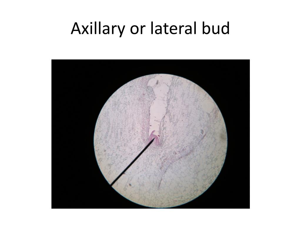 PPT - BIOL 197L - Lab #6: PLANT MORPHOLOGY, GROWTH, MICROANATOMY, AND ...