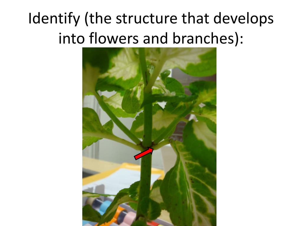 PPT - BIOL 197L - Lab #6: PLANT MORPHOLOGY, GROWTH, MICROANATOMY, AND ...