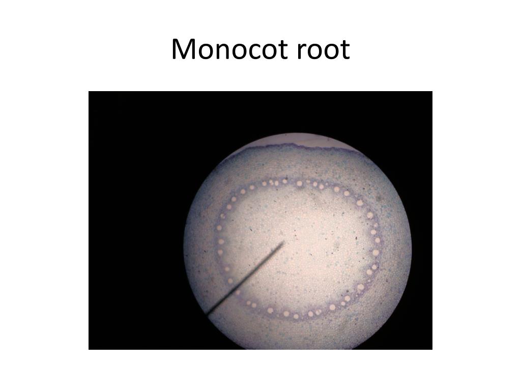PPT - BIOL 197L - Lab #6: PLANT MORPHOLOGY, GROWTH, MICROANATOMY, AND ...