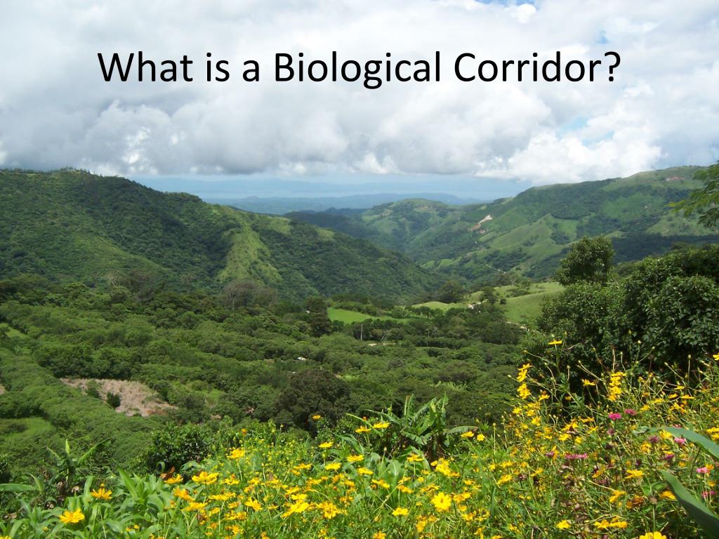 PPT - Biological Corridors Lincoln School UGA Costa Rica Fabricio ...
