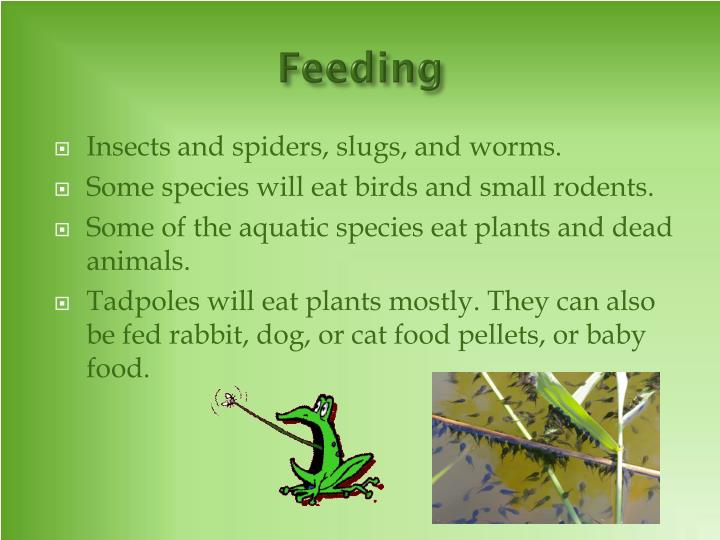 PPT - Amphibians PowerPoint Presentation - ID:2331604