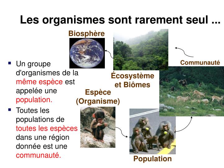 PPT - Les Écosystèmes PowerPoint Presentation - ID:2331730
