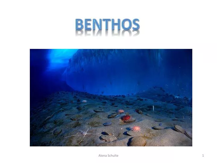 PPT - Benthos PowerPoint Presentation, free download - ID:2332300
