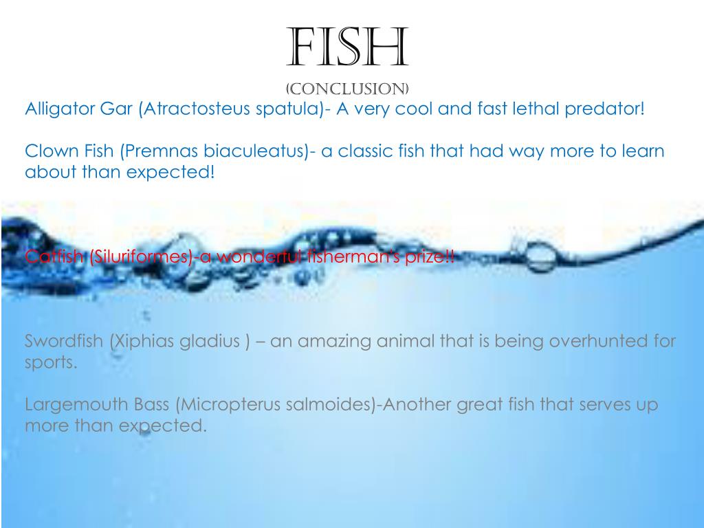 PPT - Fascinating Fish Species Overview PowerPoint Presentation, free ...