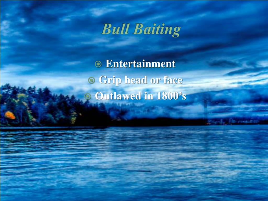 PPT - American Pit Bull Terriers By: KaShawn Powell PowerPoint ...