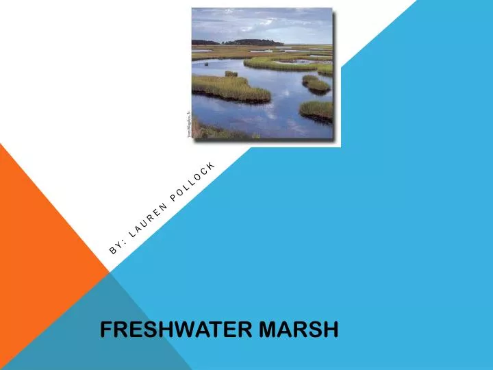 PPT - Freshwater Marsh PowerPoint Presentation, free download - ID:2332588