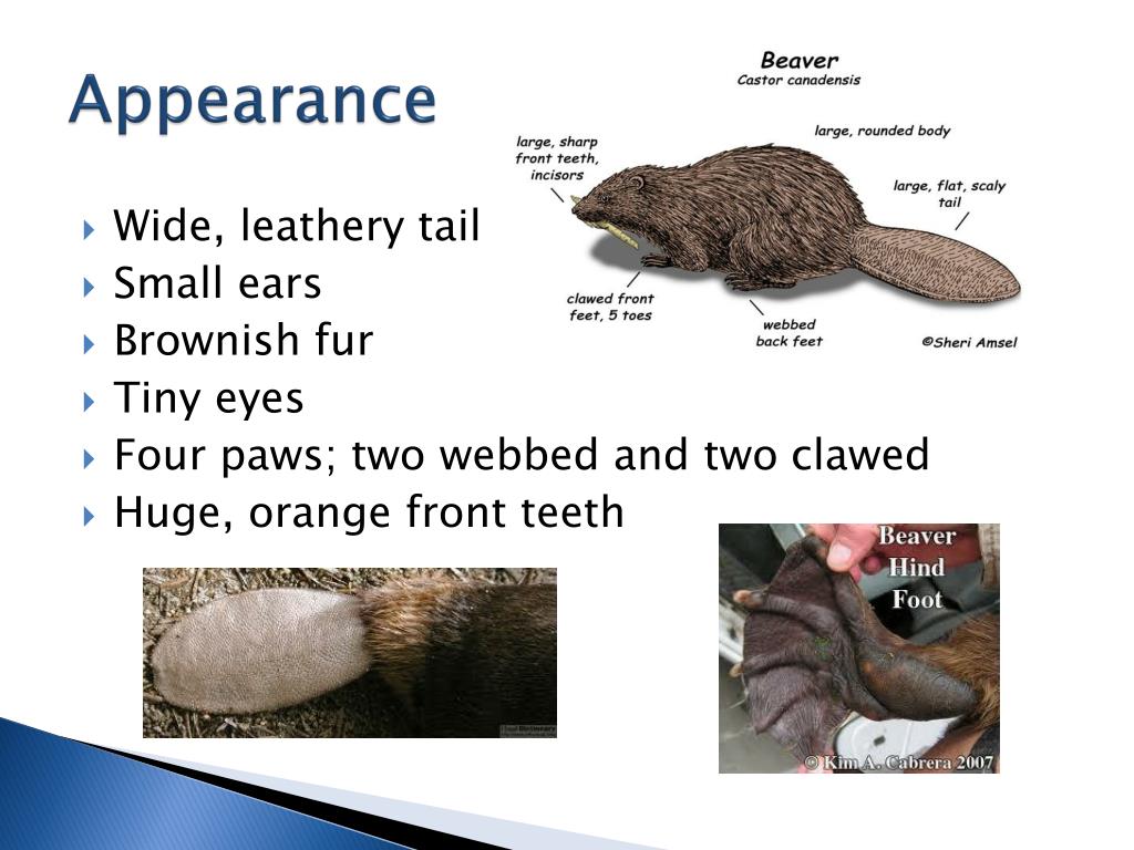 PPT - Indiana Animal Research Report BEAVER PowerPoint Presentation ...
