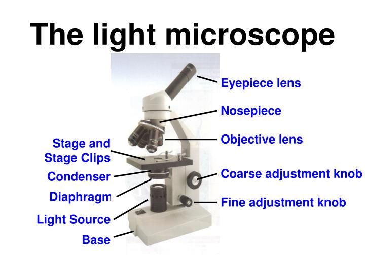 PPT - The Light Microscope PowerPoint Presentation - ID:2332804