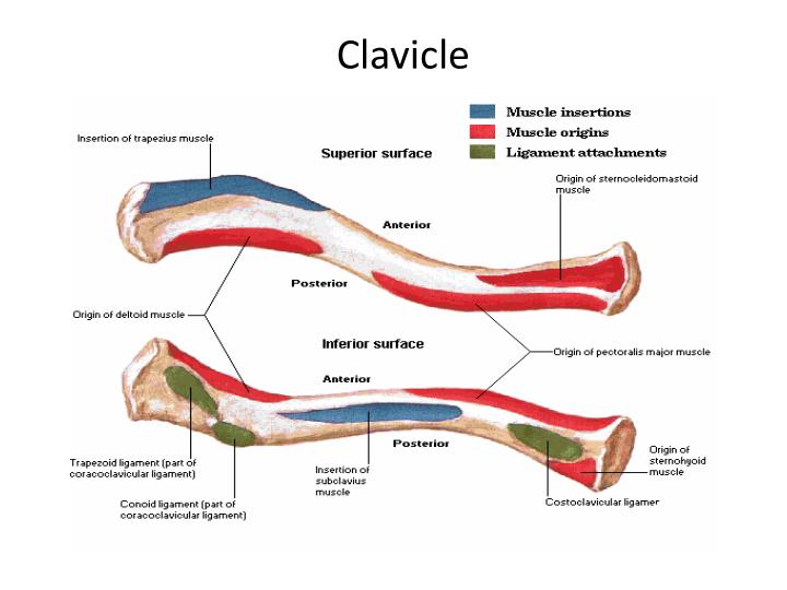 PPT - Shoulder & Pectoral Region PowerPoint Presentation - ID:2332862