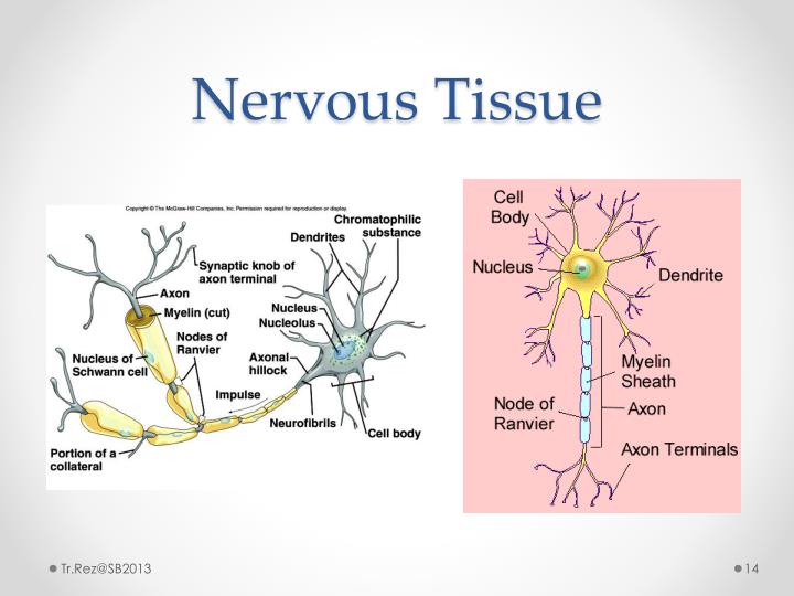 PPT - Cell organisation in the formation of tissues, organs and system ...