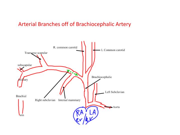 PPT - Cat Dissection Superior Arteries and Veins PowerPoint ...