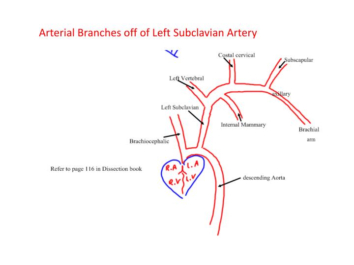 PPT - Cat Dissection Superior Arteries and Veins PowerPoint ...
