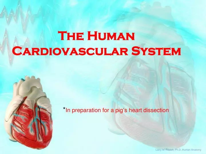 Ppt The Human Cardiovascular System Powerpoint Presentation Free
