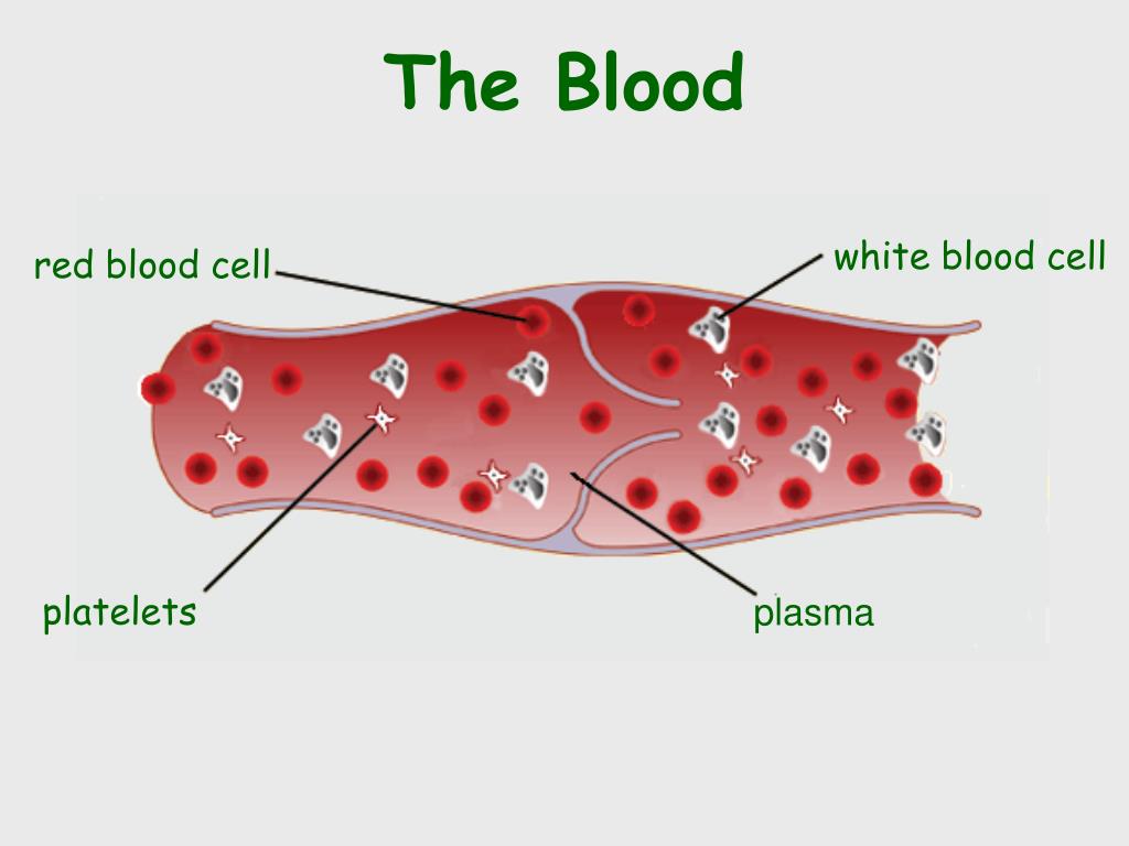 PPT Circulatory System PowerPoint Presentation Free Download ID PPT Circulatory System PowerPoint Presentation Free Download ID