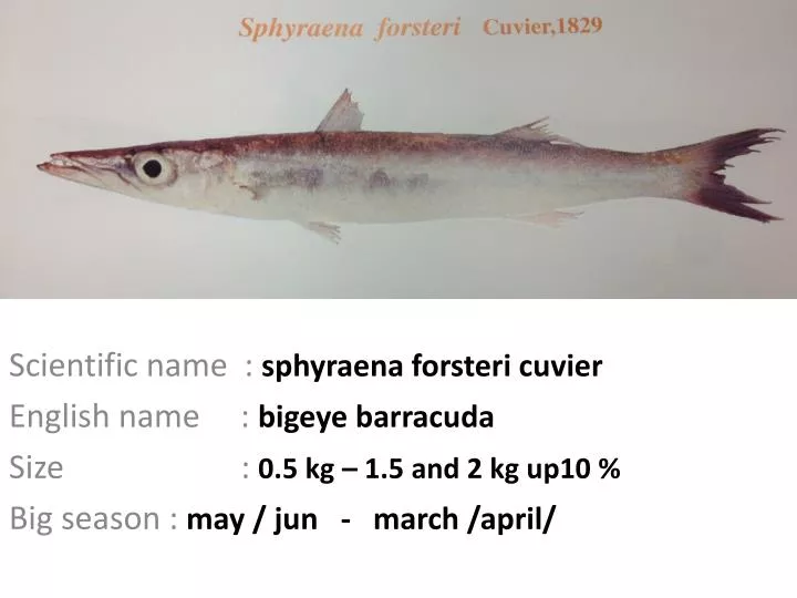 PPT - Scientific name : sphyraena forsteri cuvier English name : bigeye ...