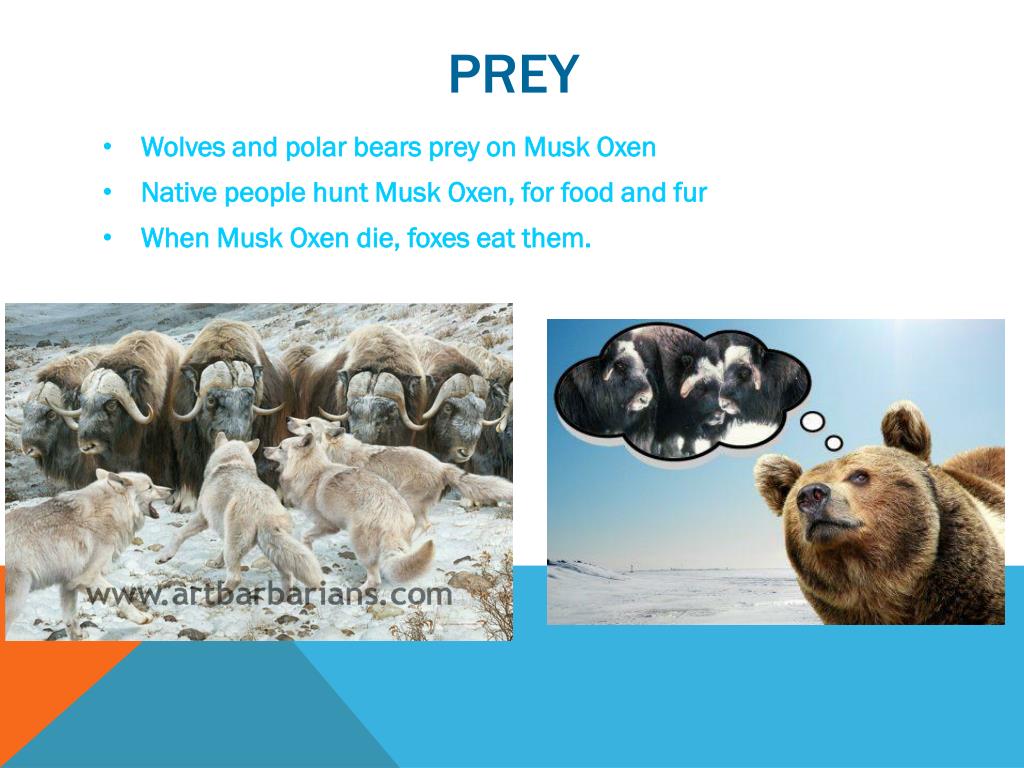 PPT - M usk oxen! Furry Mammals PowerPoint Presentation, free download ...