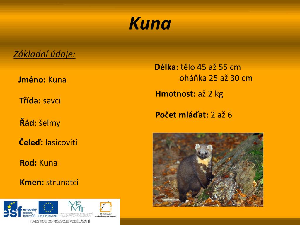 PPT - Kuna PowerPoint Presentation, free download - ID:2335135