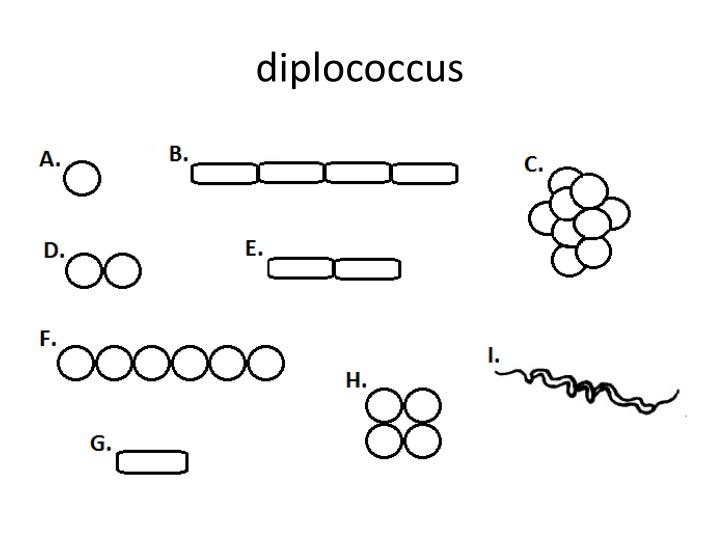 PPT - More Review PowerPoint Presentation - ID:2335862