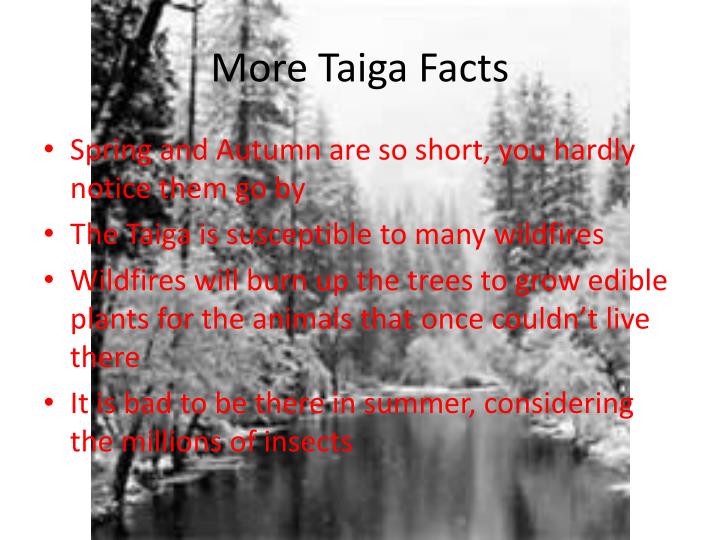 PPT - The Taiga Biome PowerPoint Presentation - ID:2335954
