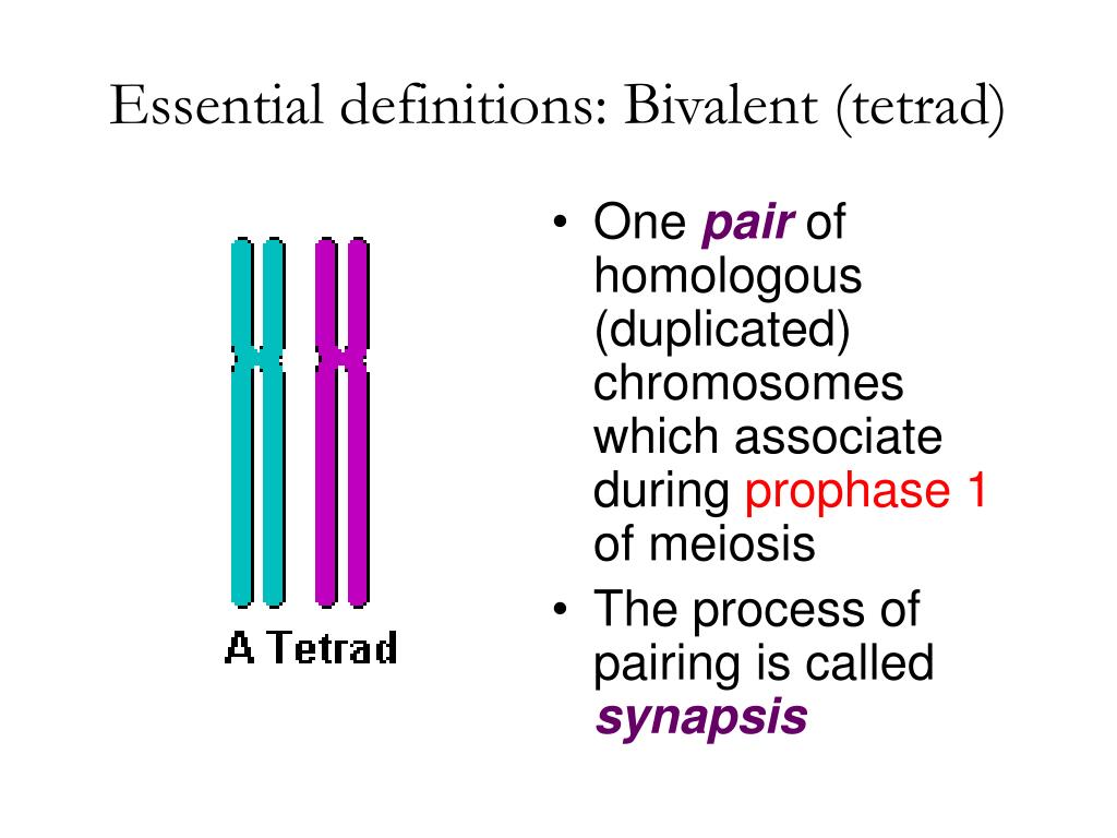 PPT - Meiosis: 10 th Grade PowerPoint Presentation, free download - ID ...