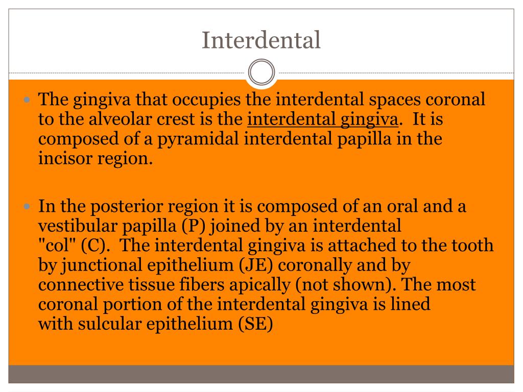 Ppt Periodontics Powerpoint Presentation Free Download Id 2337158