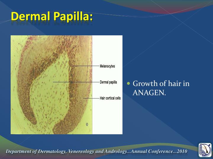 PPT - HAIR BIOLOGY PowerPoint Presentation - ID:2337402
