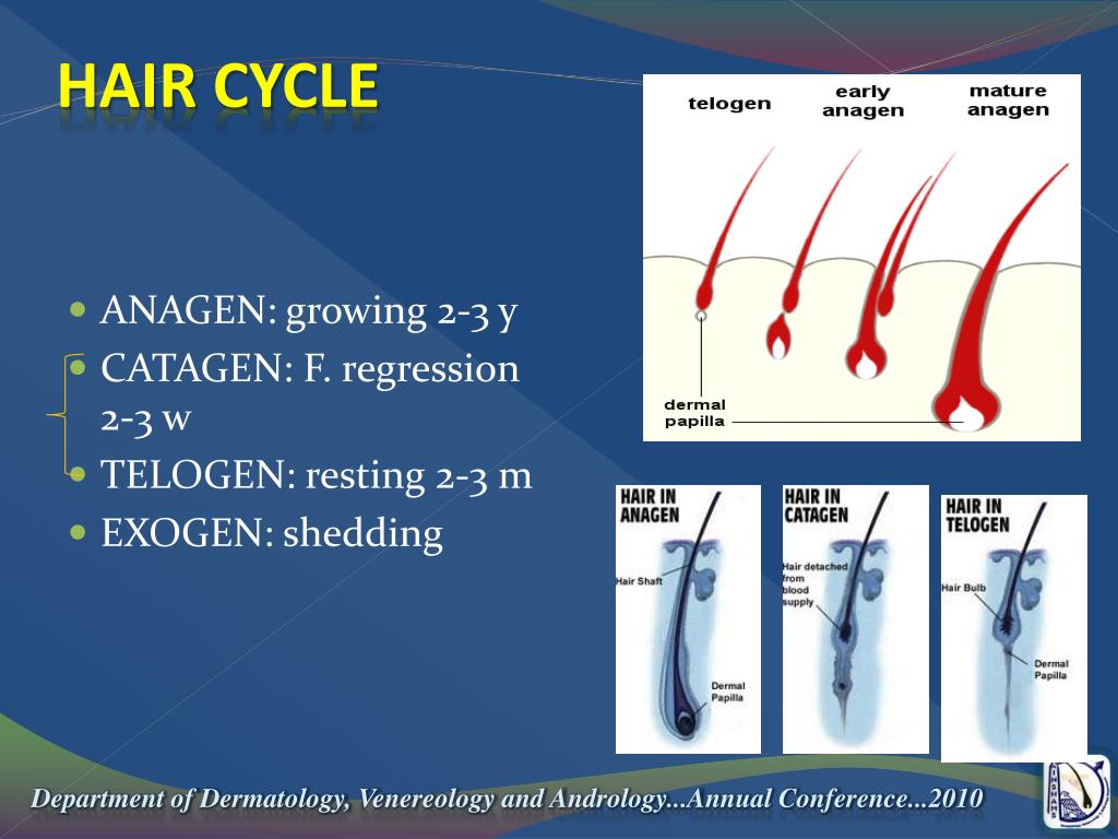 PPT - HAIR BIOLOGY PowerPoint Presentation, free download - ID:2337402