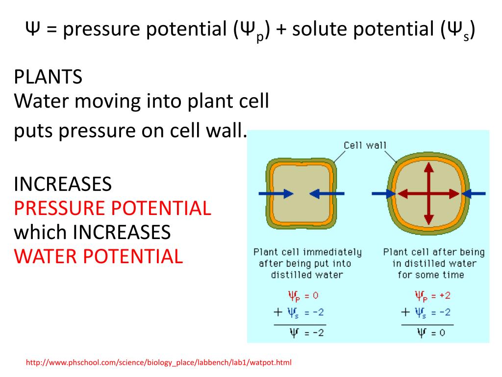 PPT - Water moves from a region of HIGHER WATER POTENTIAL to a region ...