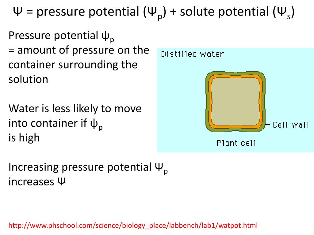 PPT - Water moves from a region of HIGHER WATER POTENTIAL to a region ...