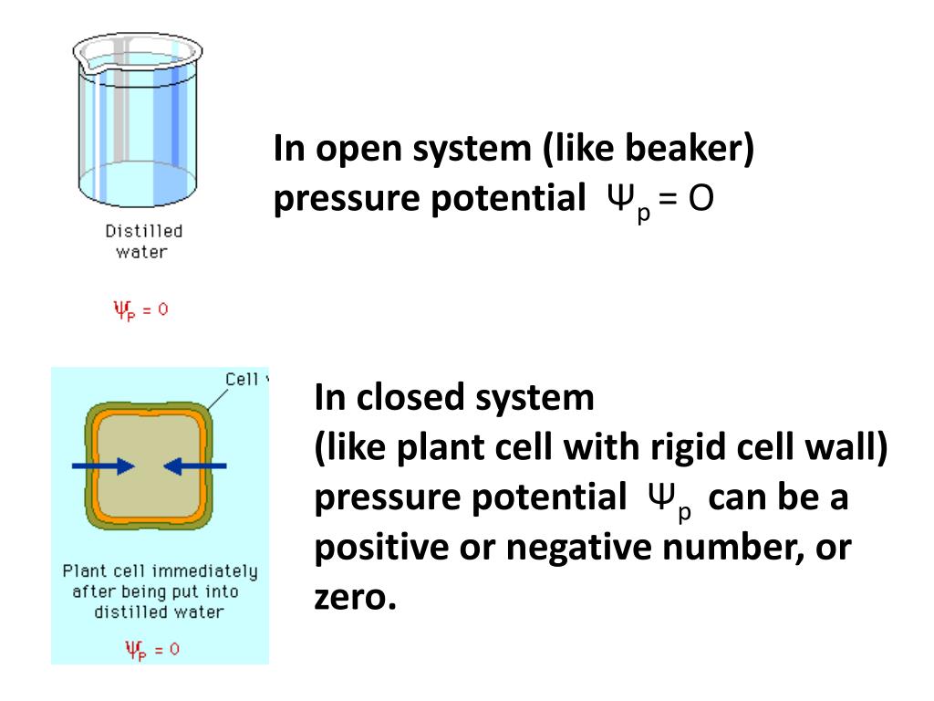 PPT - Water moves from a region of HIGHER WATER POTENTIAL to a region ...