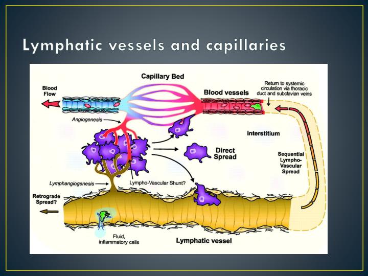 PPT - The Parts of the Immune System PowerPoint Presentation - ID:2337665