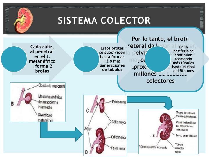 PPT - EMBRIOLOGÍA RENAL PowerPoint Presentation - ID:2337836